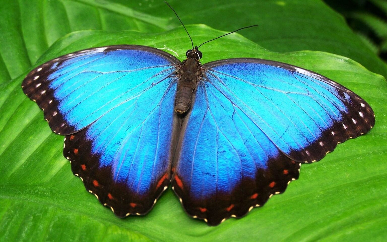 The Best Victoria Parks & Gardens: A Guide to Outdoor Bliss