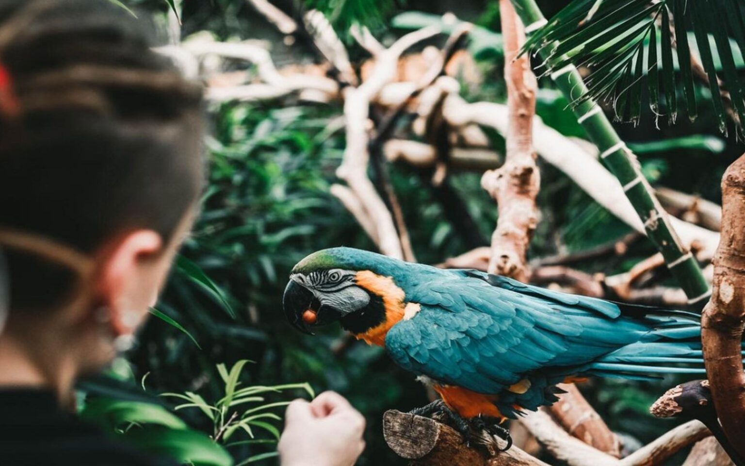 Victoria Butterfly Gardens: An Island Tropical Paradise