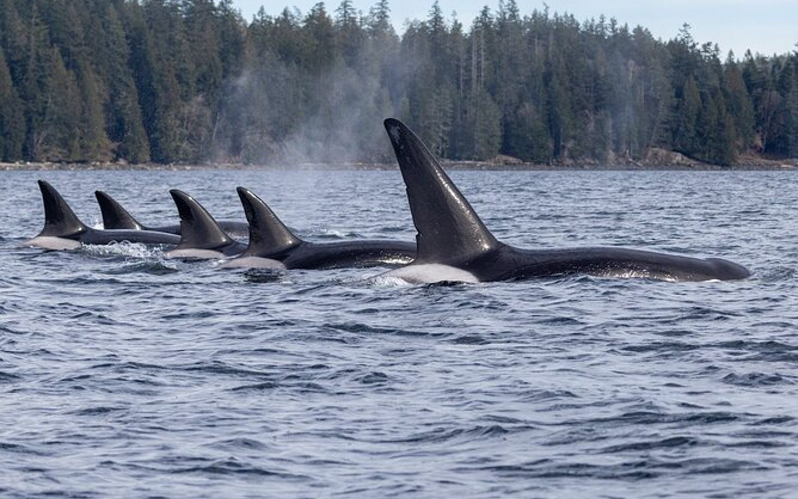 Campbell River Whale Watching: An Insider’s Guide