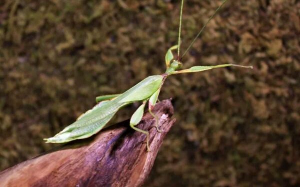 Victoria Bug Zoo: See, Touch, Explore!