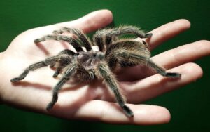 Victoria Bug Zoo: See, Touch, Explore!